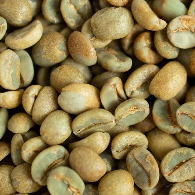 Mago Maga Coffee Bean Roaster